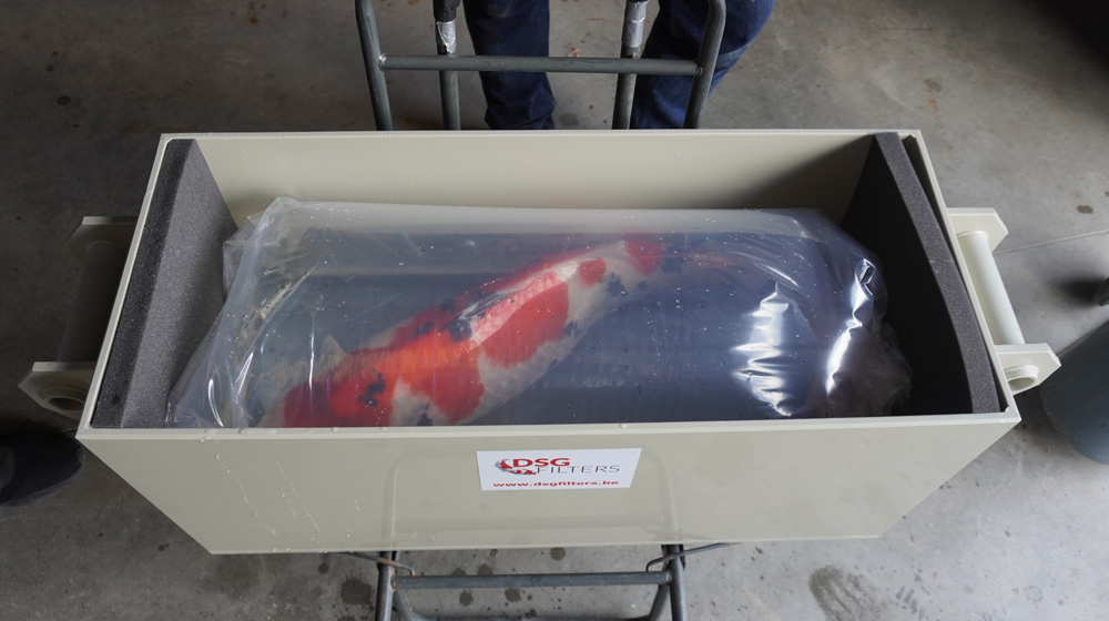 De ultieme transportbox | Japanse Koi | Interkoi