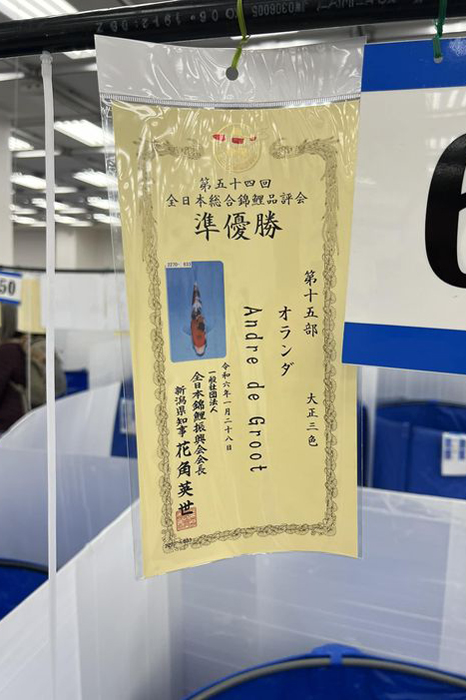 Even tijd nemen om te bowlen | Japanse Koi | Interkoi