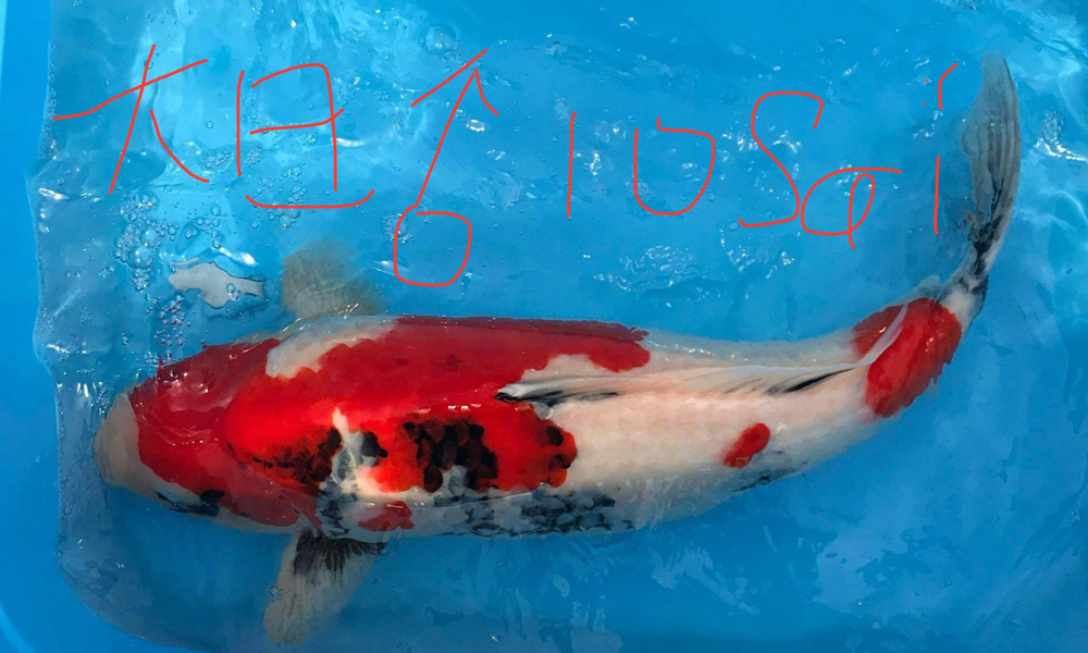 Extra informatie over Kibi | Japanse Koi | Interkoi