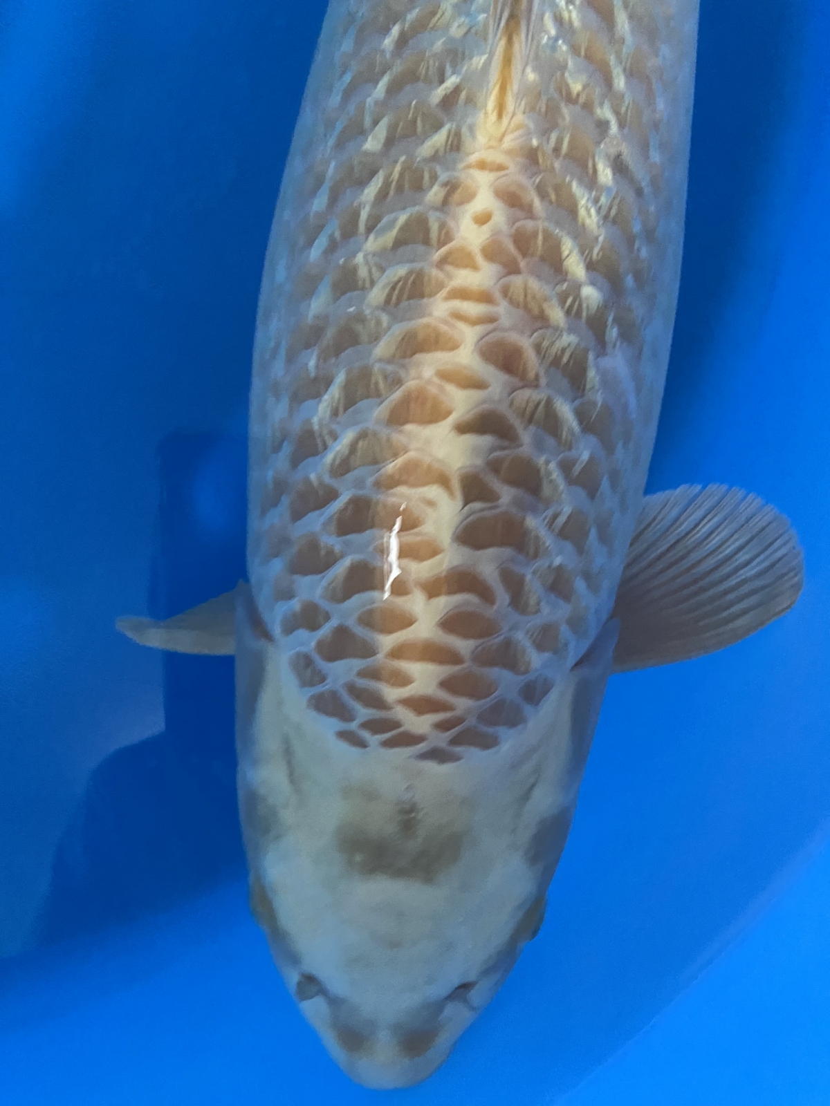 Ginrin mukashi ogon kibi | Japanse Koi | Interkoi