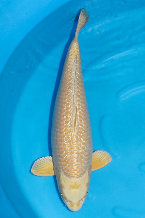 Ginrin mukashi ogon kibi | Japanse Koi | Interkoi