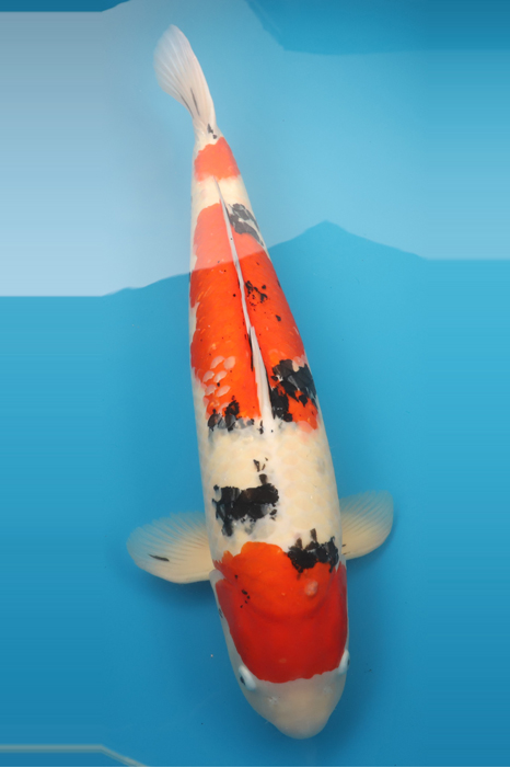 Het leven van een koikichi | Japanse Koi | Interkoi