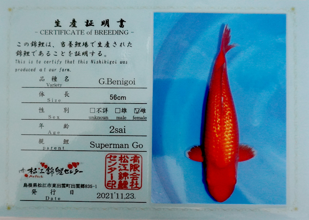 Introductie van Kibi | Japanse Koi | Interkoi