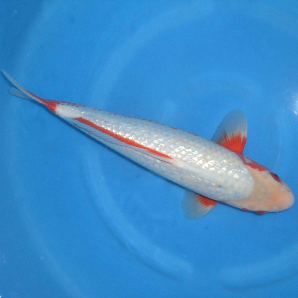 Onze horizon vergroten | Japanse Koi | Interkoi