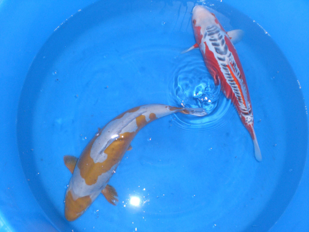 Onze horizon vergroten | Japanse Koi | Interkoi