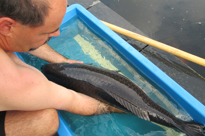 Symbool van geluk te koop | Japanse Koi | Interkoi
