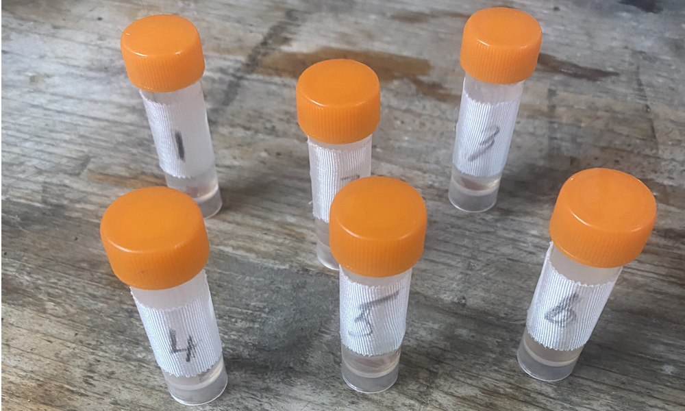 Officieel gezond verklaard | Japanse Koi | Interkoi