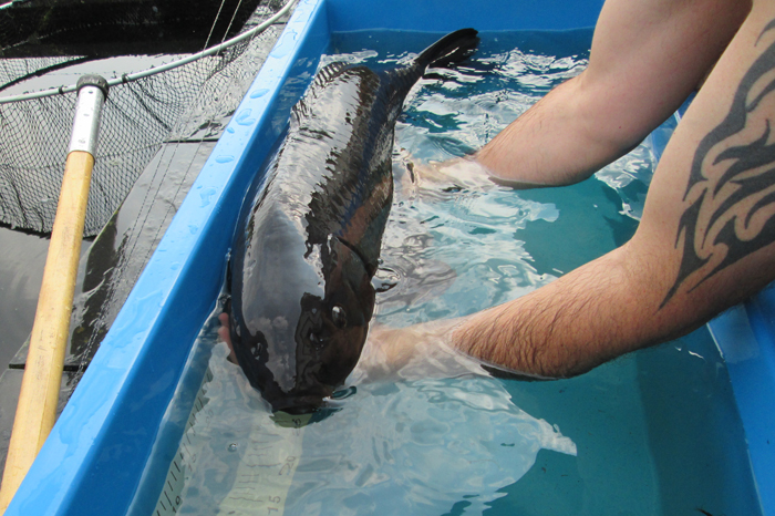 Symbool van geluk te koop | Japanse Koi | Interkoi