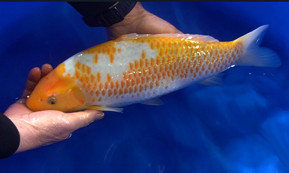 Een golden corn in het vizier | Japanse Koi | Interkoi