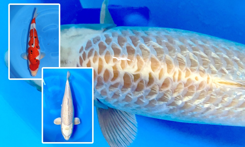 Ginrin mukashi ogon kibi | Japanse Koi | Interkoi