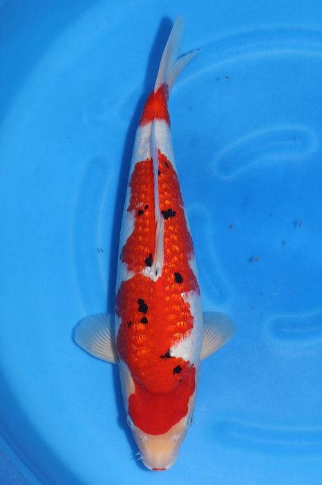 Ginrin mukashi ogon kibi | Japanse Koi | Interkoi